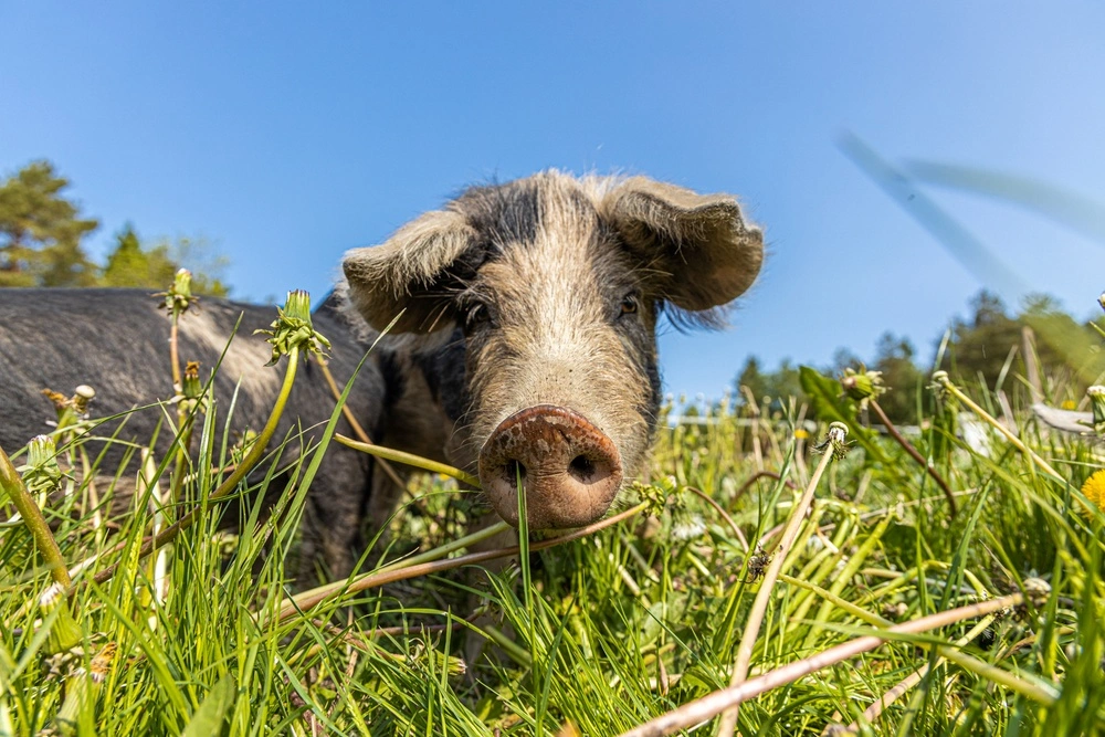 Nordea dumpar investering i djurfabriker efter granskning | Fair ...